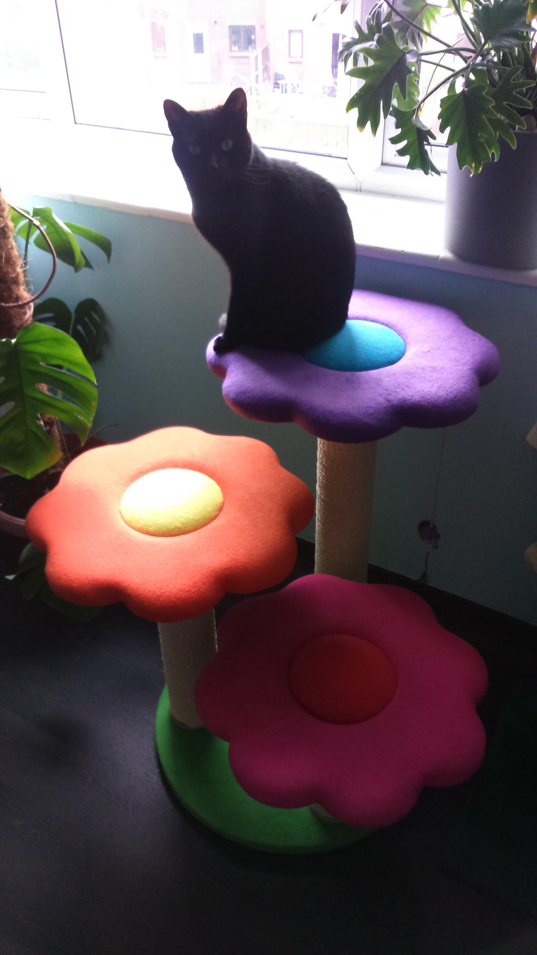 Customer Cat Gallery