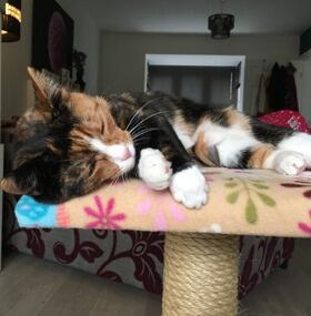 Customer Cat Gallery