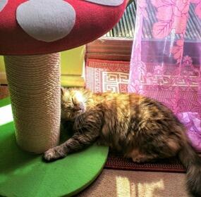 Customer Cat Gallery