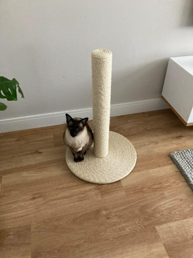 Customer Cat Gallery