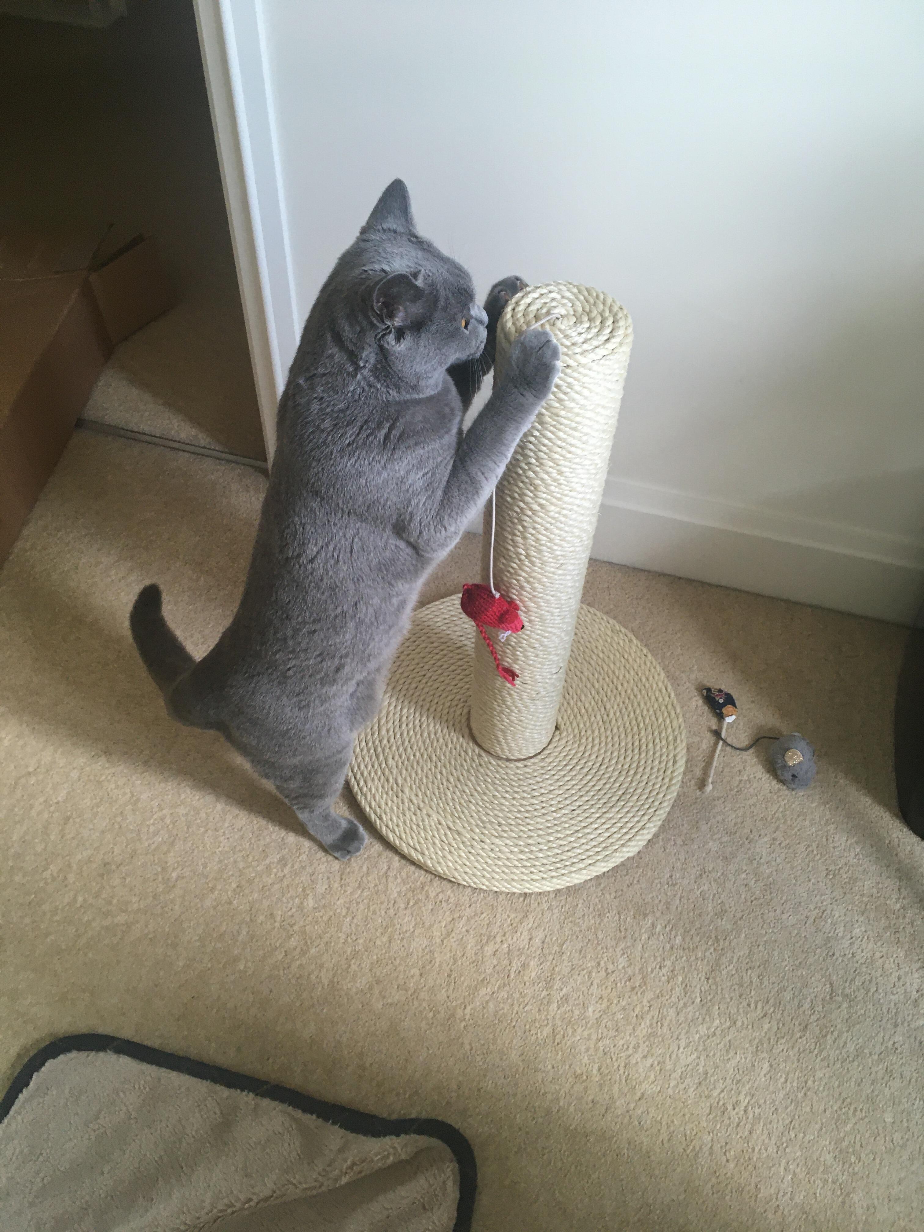 Customer Cat Gallery