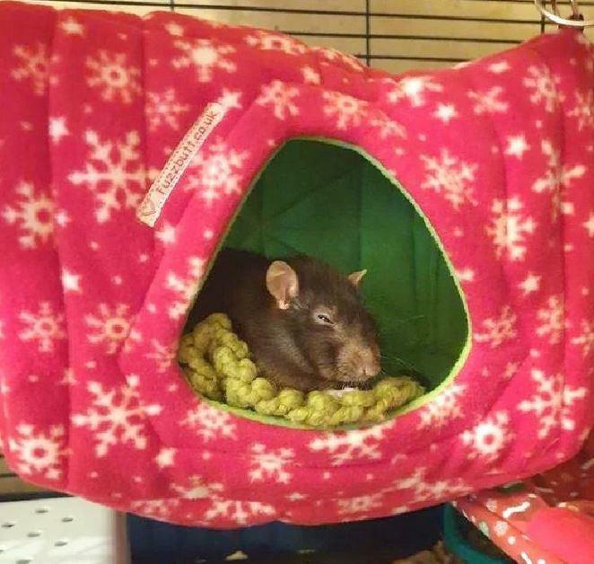 Standard Snooze Cube - sleeping cube for rats, ferrets, chinchillas, degu