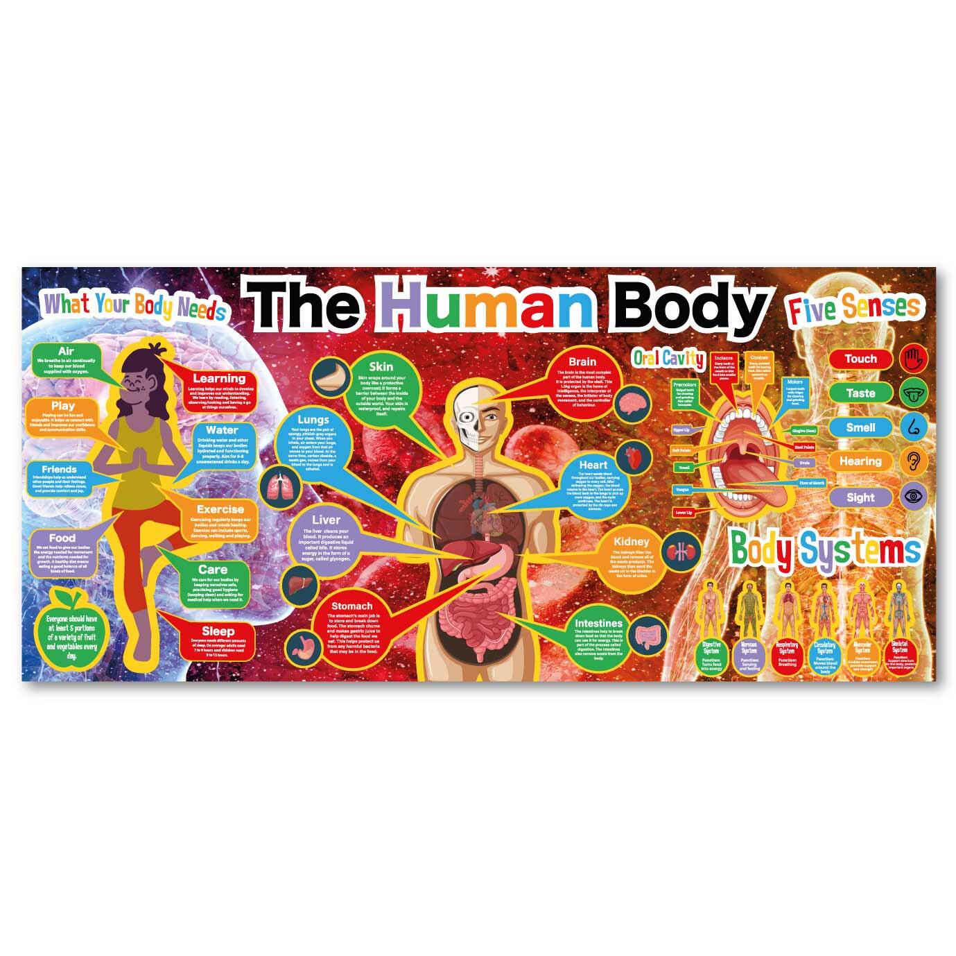 The Human Body The Human Body