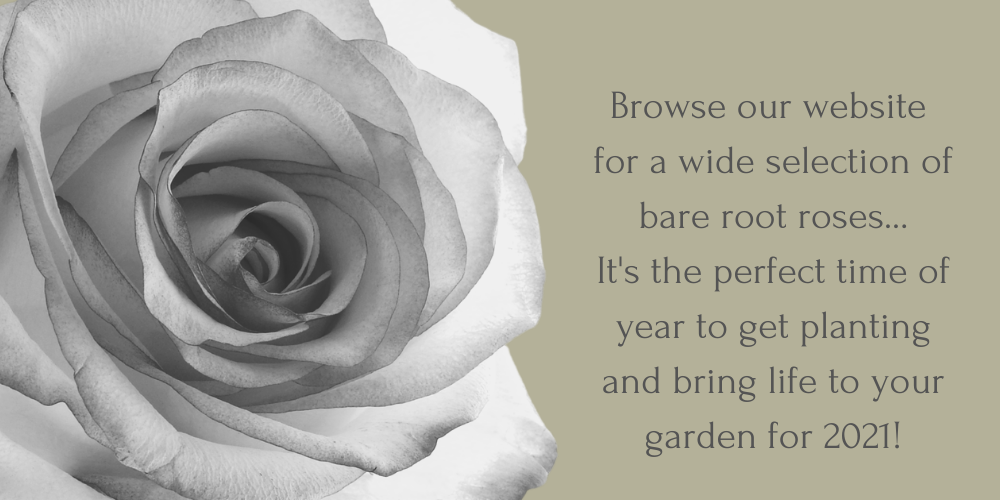 Harkness Roses for some of the finest British Roses