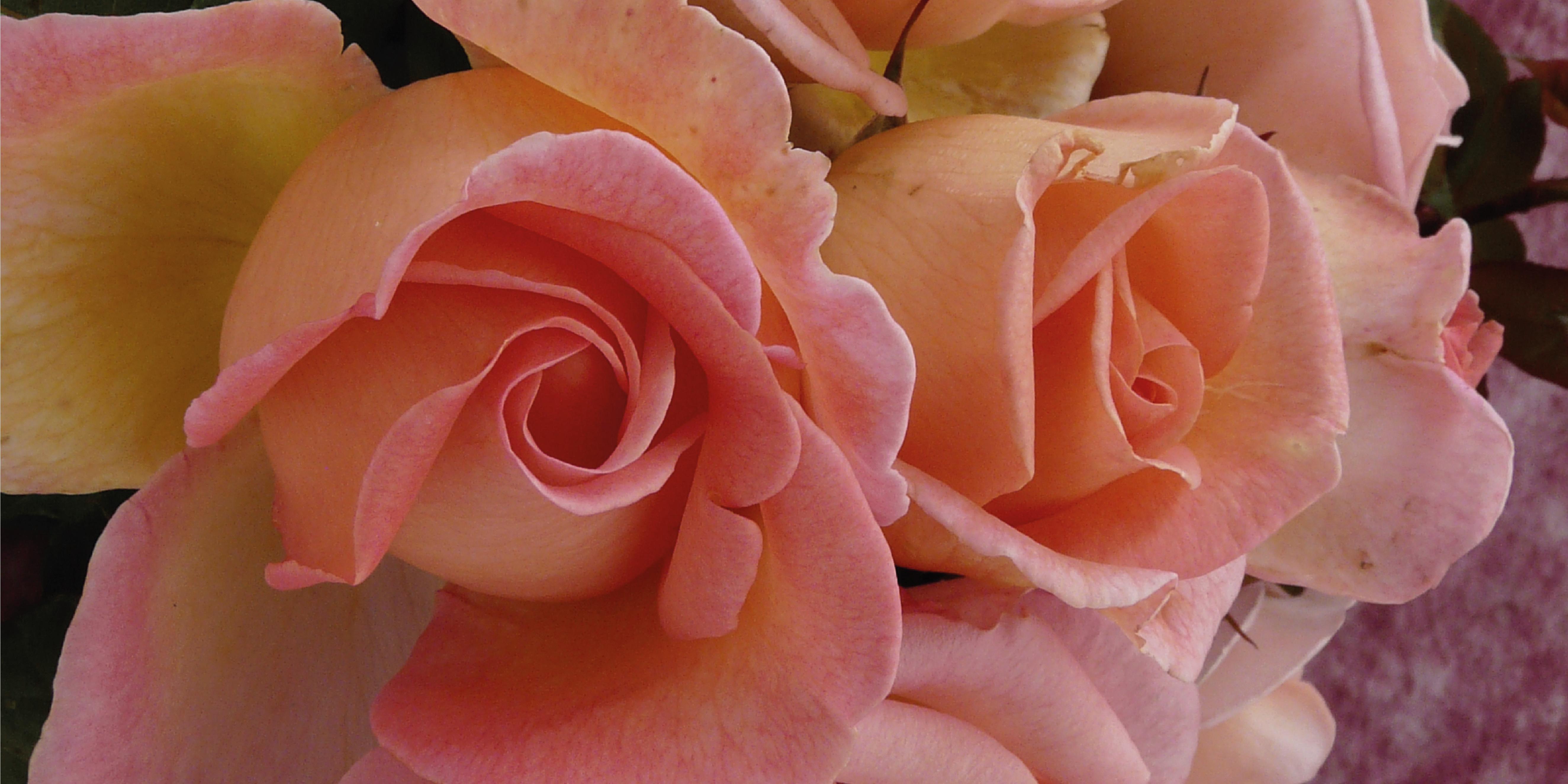 The Finest Bare Root & Potted British Roses | Harkness Roses