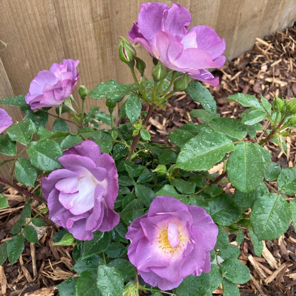 Blue For You Rose - Bare Root