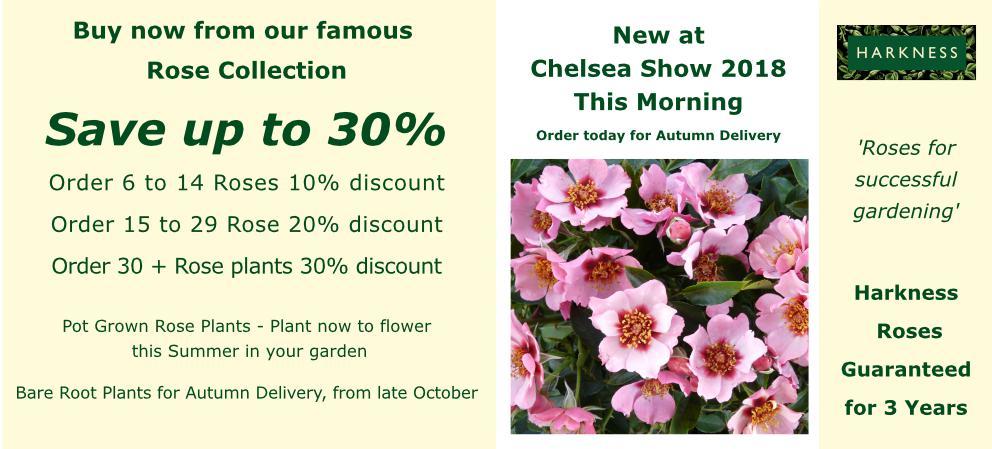 Harkness Roses supplying top quality Rose Plants for garden. Perfumed ...
