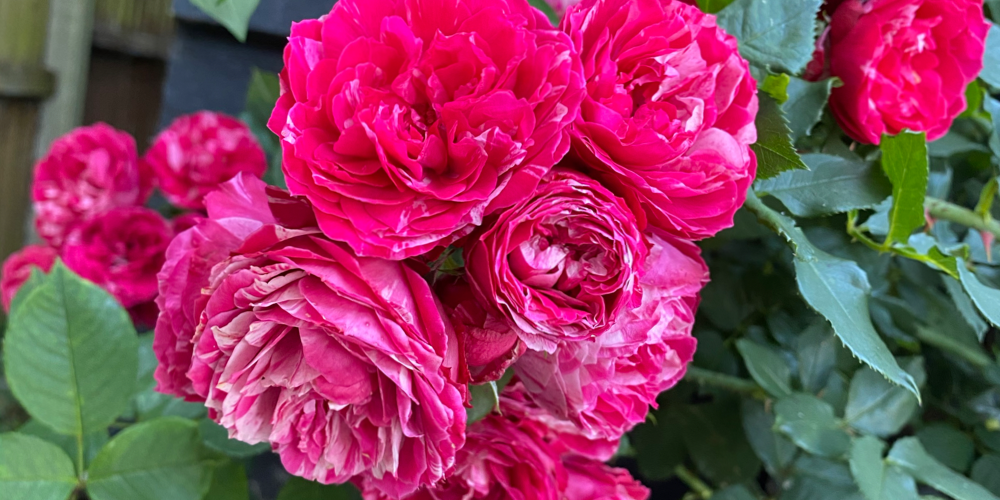 The Finest Bare Root & Potted British Roses | Harkness Roses