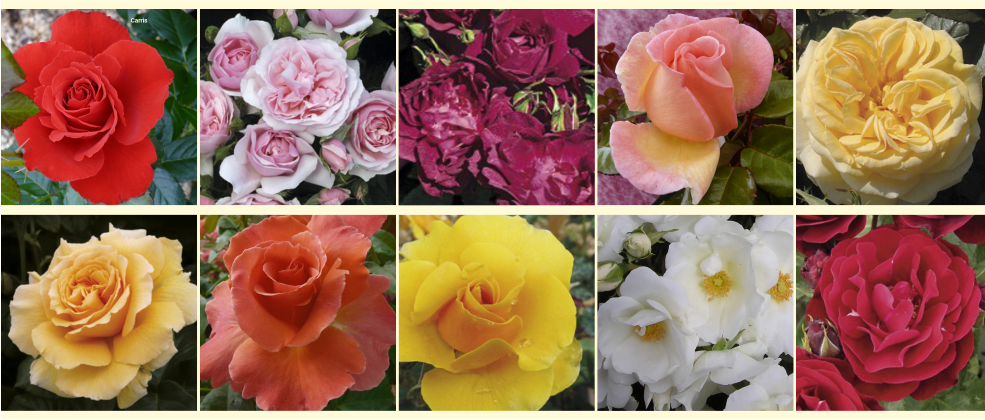 Harkness Roses supplying top quality Rose Plants for garden. Perfumed ...