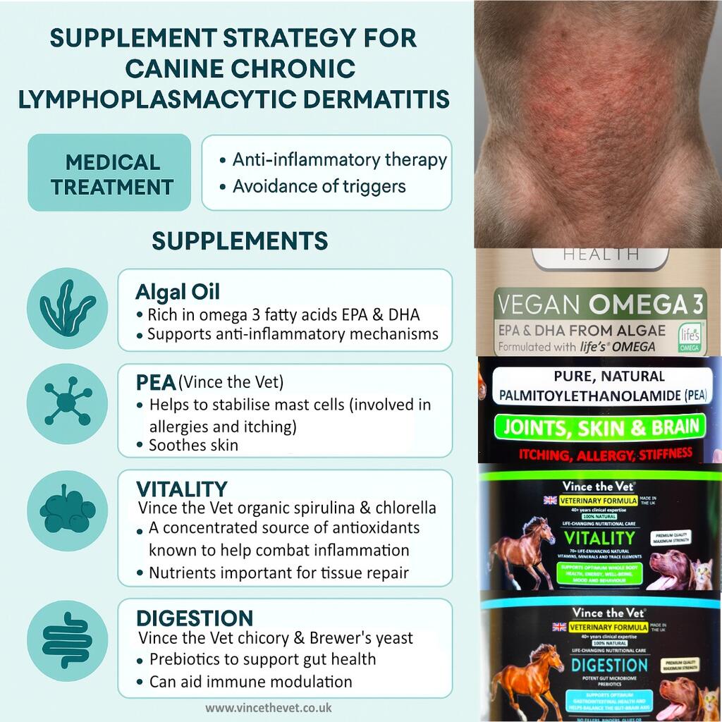 Chronic Lymphoplasmacytic Dermatitis - Nutritional Support To Aid Skin ...