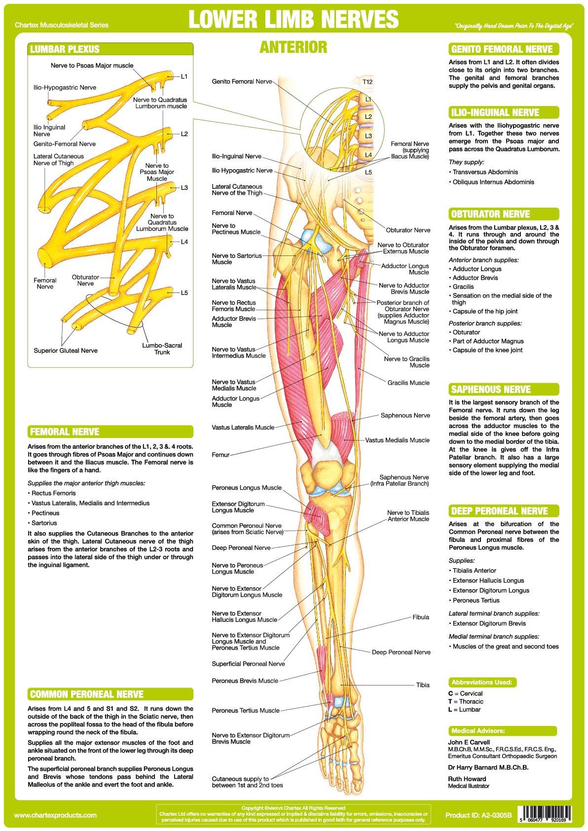 Human Nervous System Nerves Nervous System Spinal Nerves Nerve Human Nervous System Nerves Nervous System Spinal Nerves Nerve