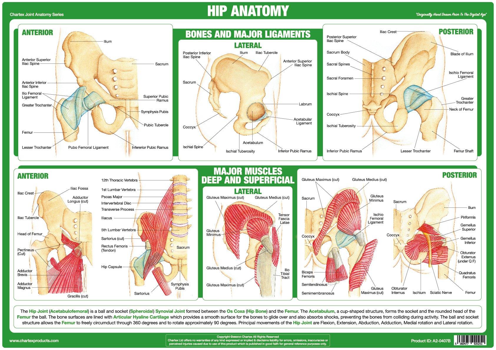 Hip Joint Anatomy Poster