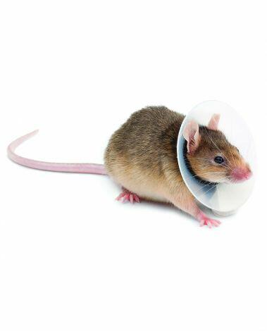 Rodent Collars - Mouse - Neck Circumference 2.5cm x 3.2cm (1cm Diameter ...