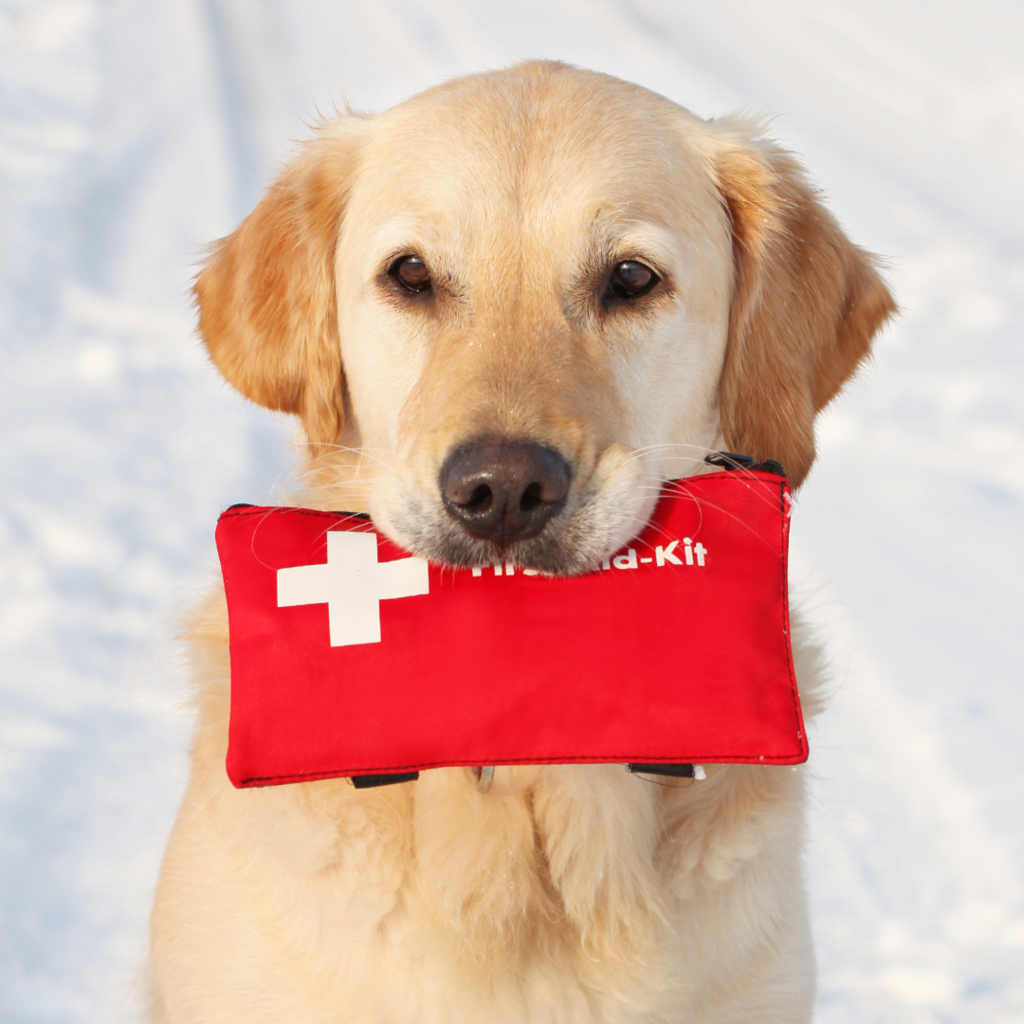 Saving Paws: First Aid and Dog CPR