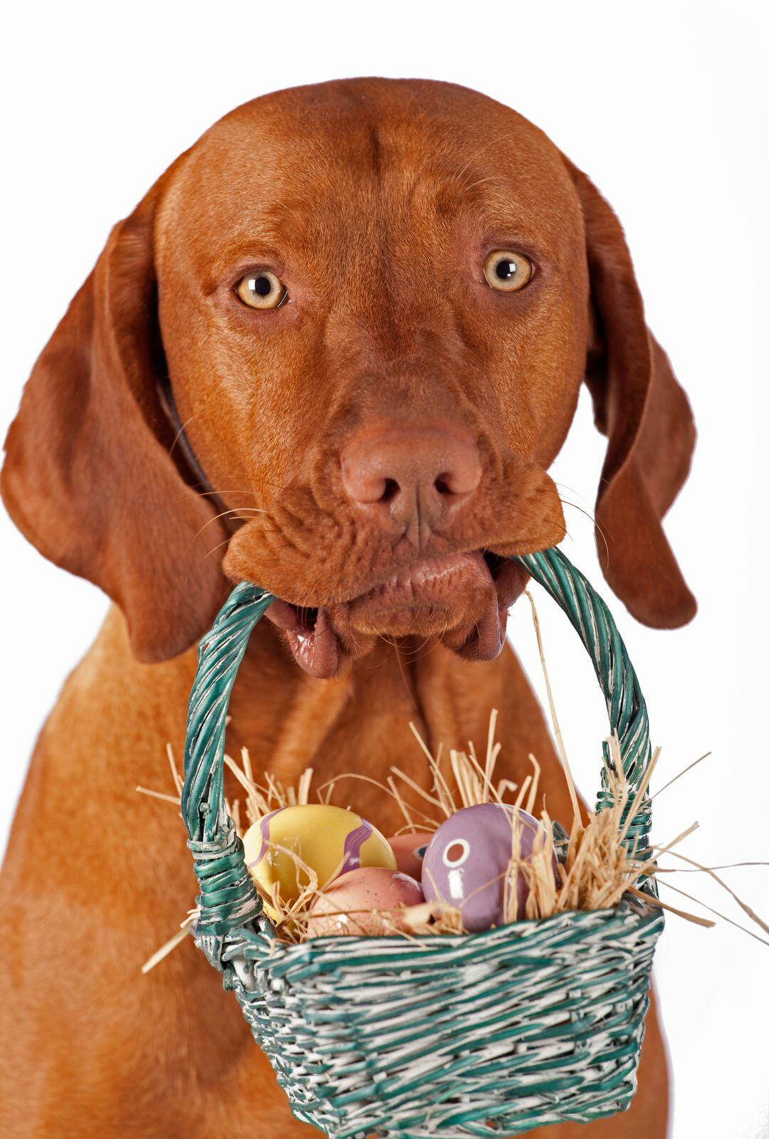 Easter Weekend Pet Safety: Protecting Your Dog from Common Toxicities