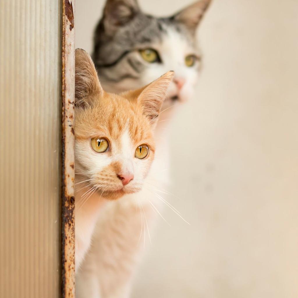 Multi-cat households: are they friends?