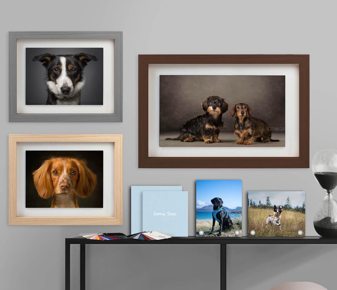 Pets Premium Sample Pack