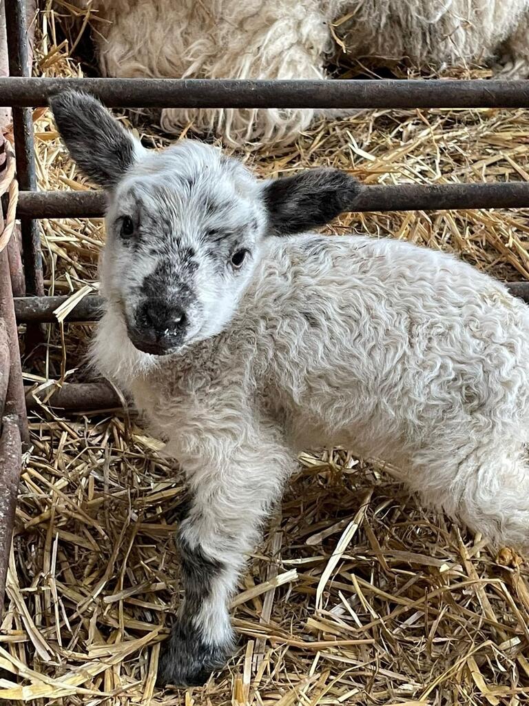 Lambing Placements: Insights and Tips for Vet Students | Vets4u