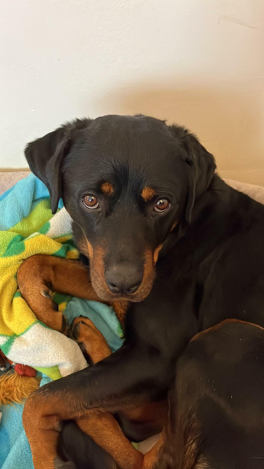 Meet Mason, the Rescued Rottweiler from Cyprus