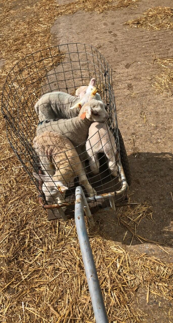 Lambing Placements: Insights and Tips for Vet Students | Vets4u