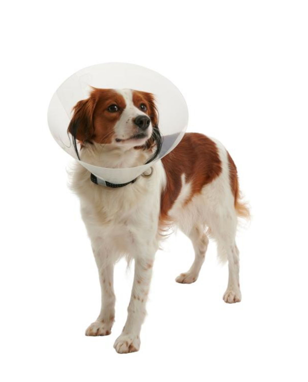 BUSTER Clic Collar 35cm, Individual