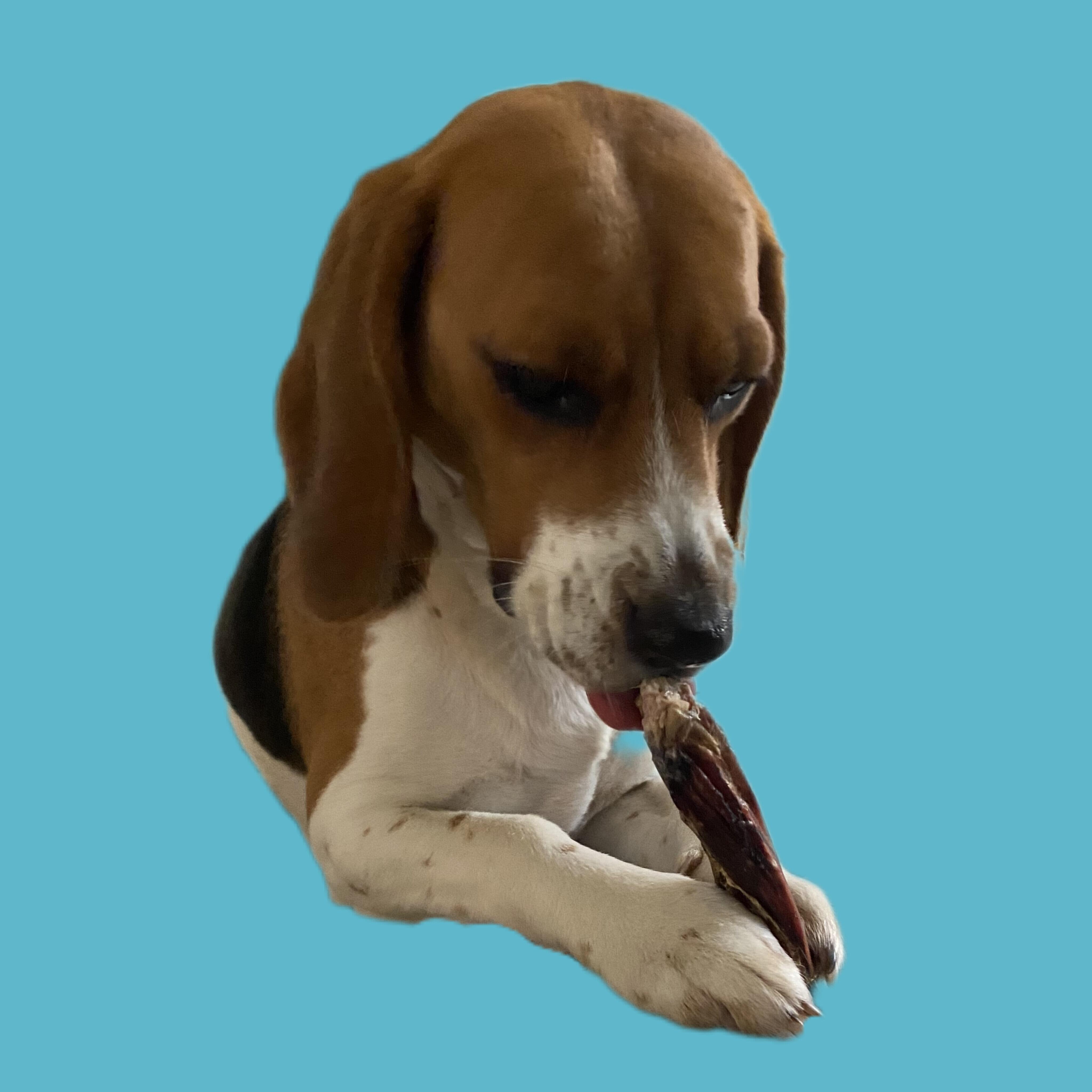 Home [www.sadiedog.co.uk]