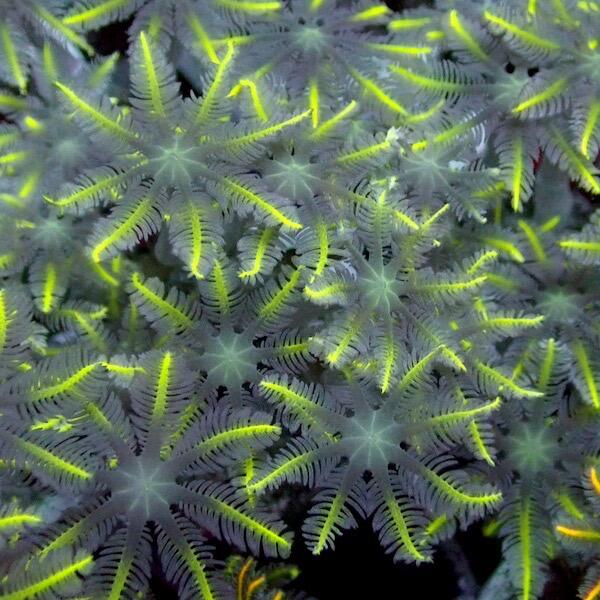 Clove Polyp Yellow Tip