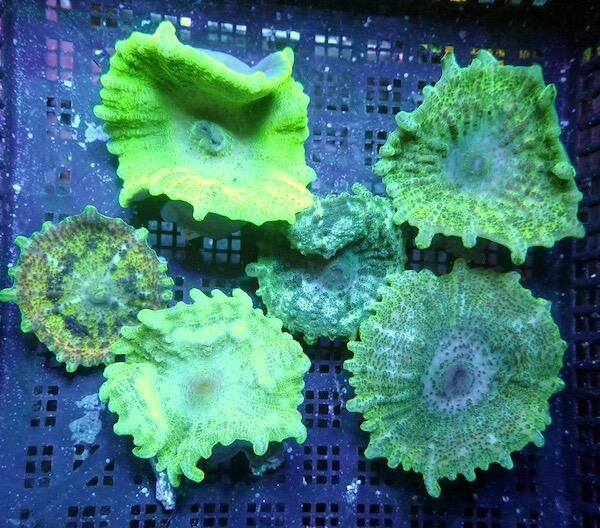 Home [www.ecomarines.co.uk]