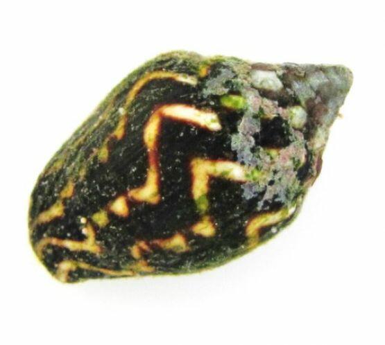 Lightning Dove Snail