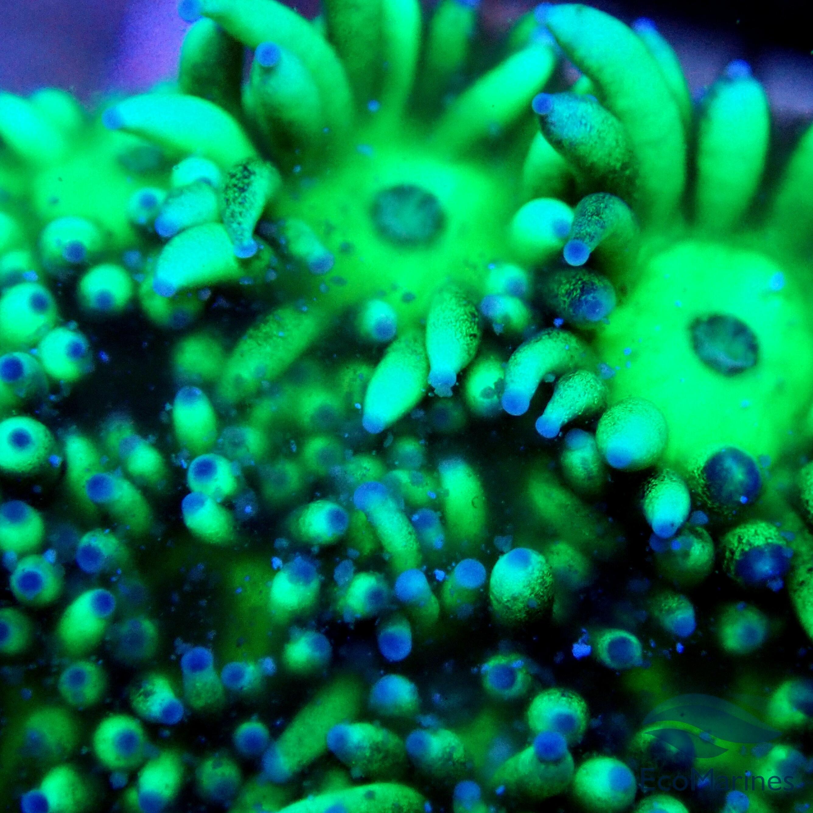 Goniopora Care Guide