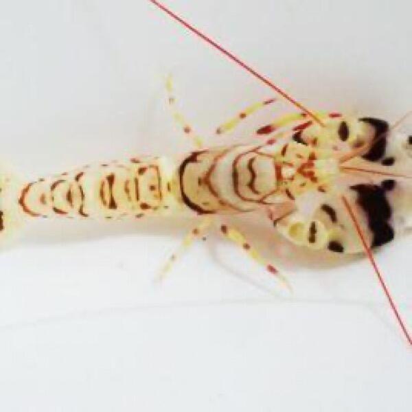 Bellus Pistol Shrimp