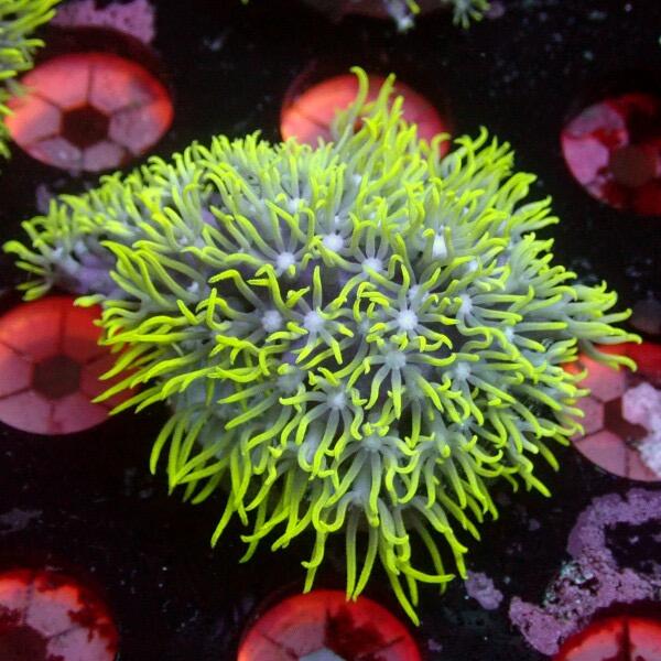 Star Polyps Green Lash White Centre