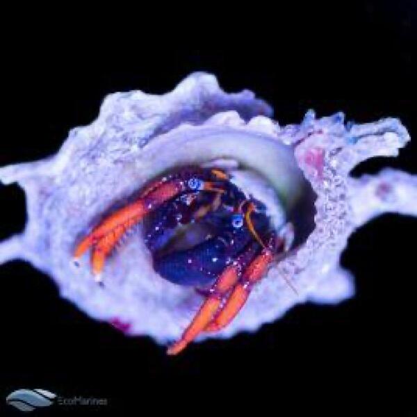 Blue Eye Hermit Crab (Calcinus laevimanus)