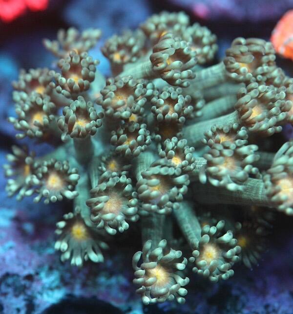 Goniopora Lemon Eye