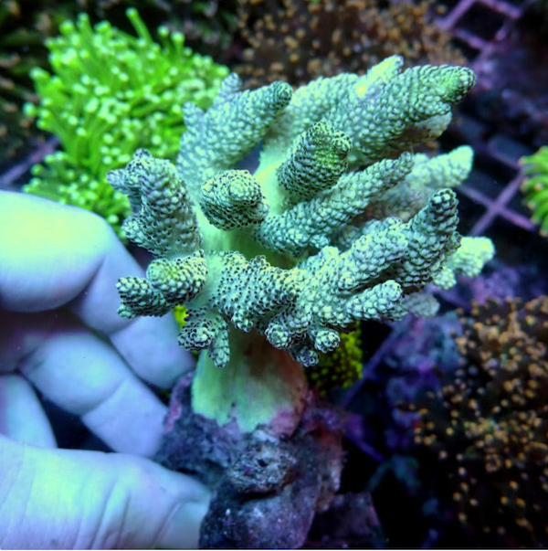 Capnella Green Kenya Tree Colony