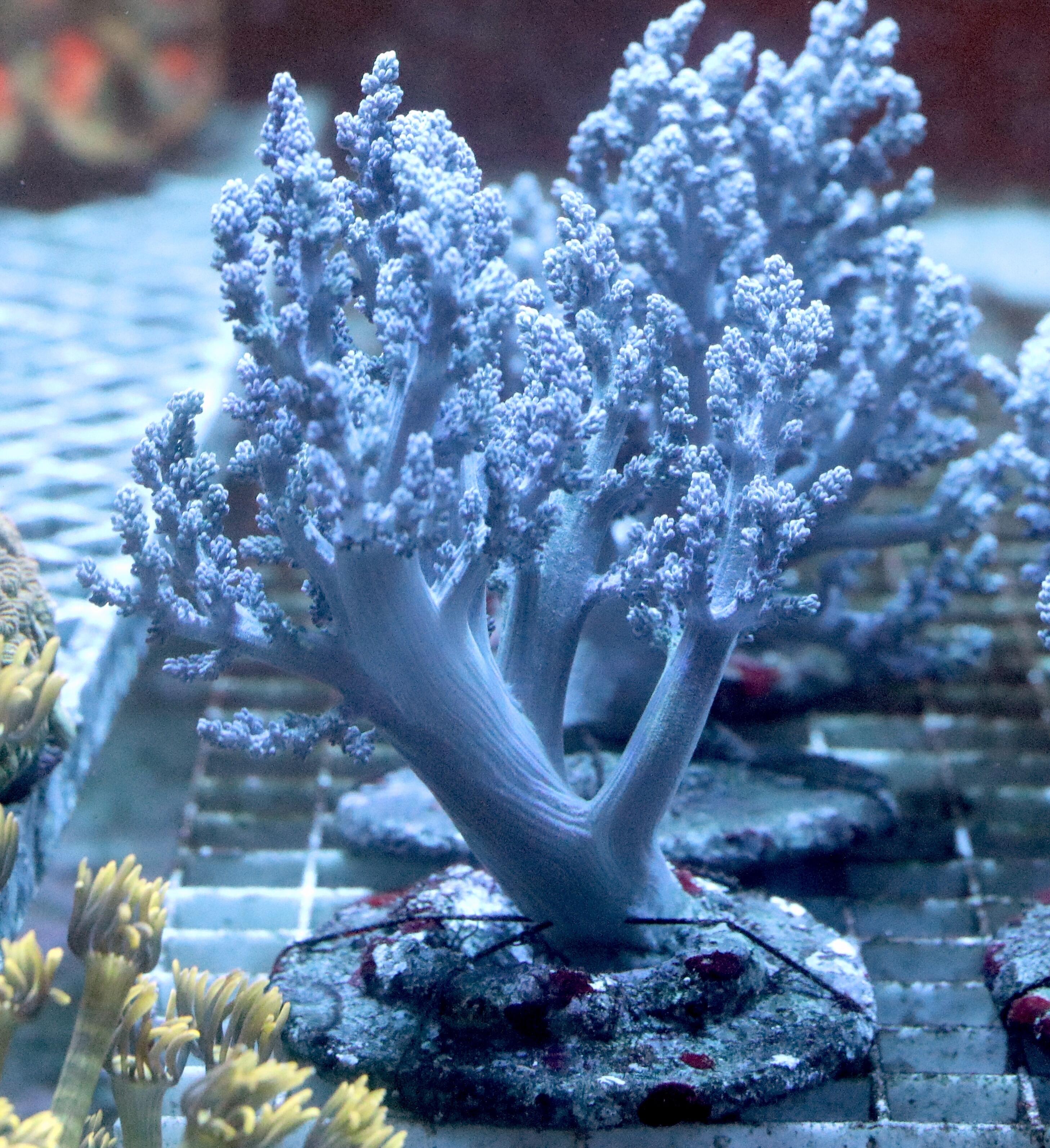 Home [www.ecomarines.co.uk]