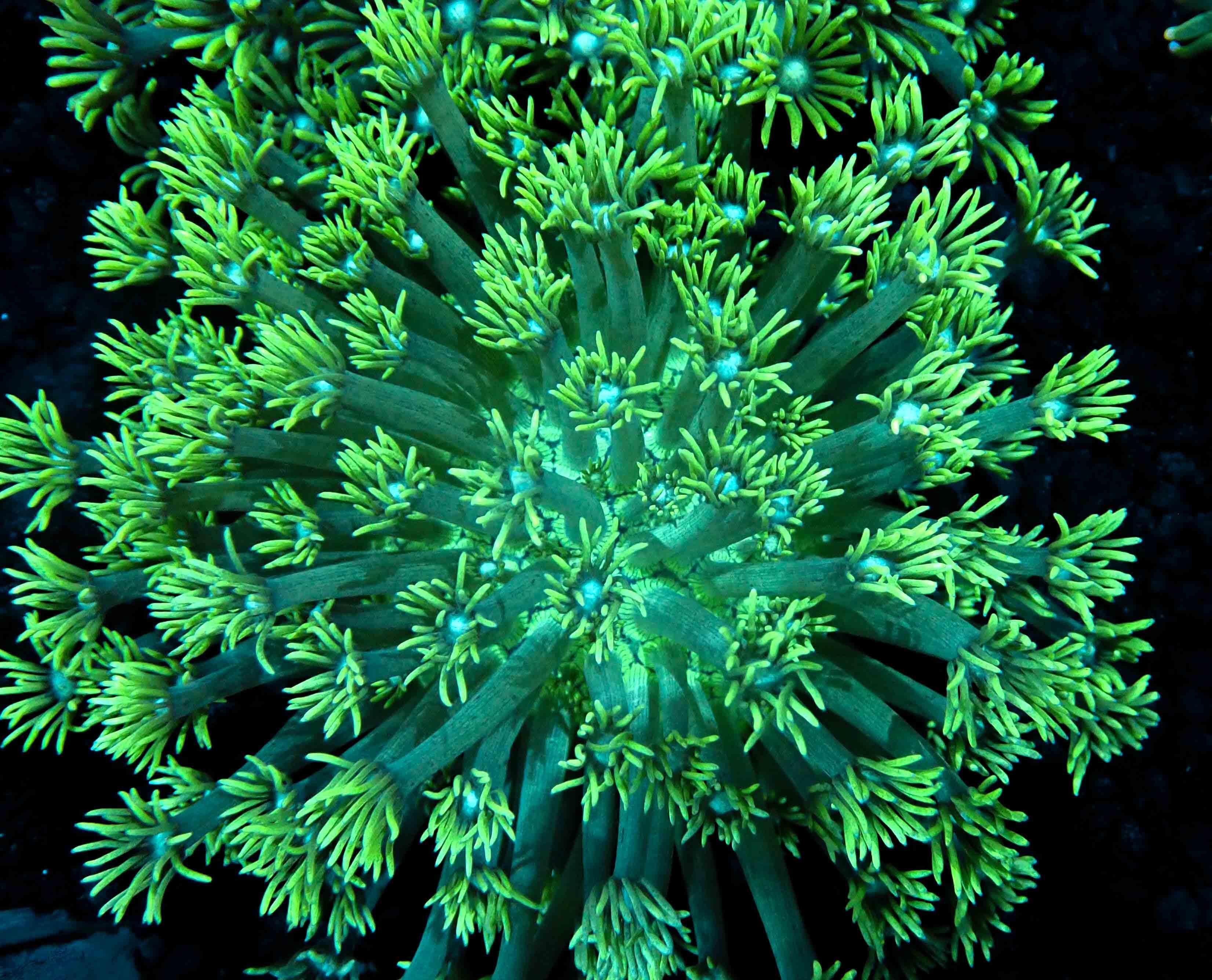 Shipment Pre Order 37