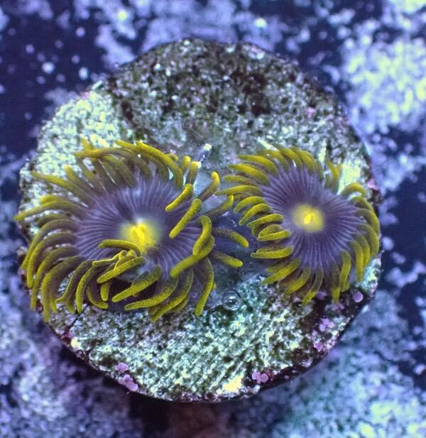 WYSIWYG 54 Blue Steel Zoa