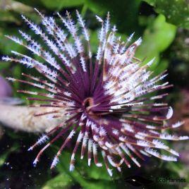 Tube Worms & Filter Feeders