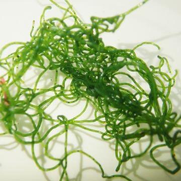 UK Grown Chaetomorpha Algae