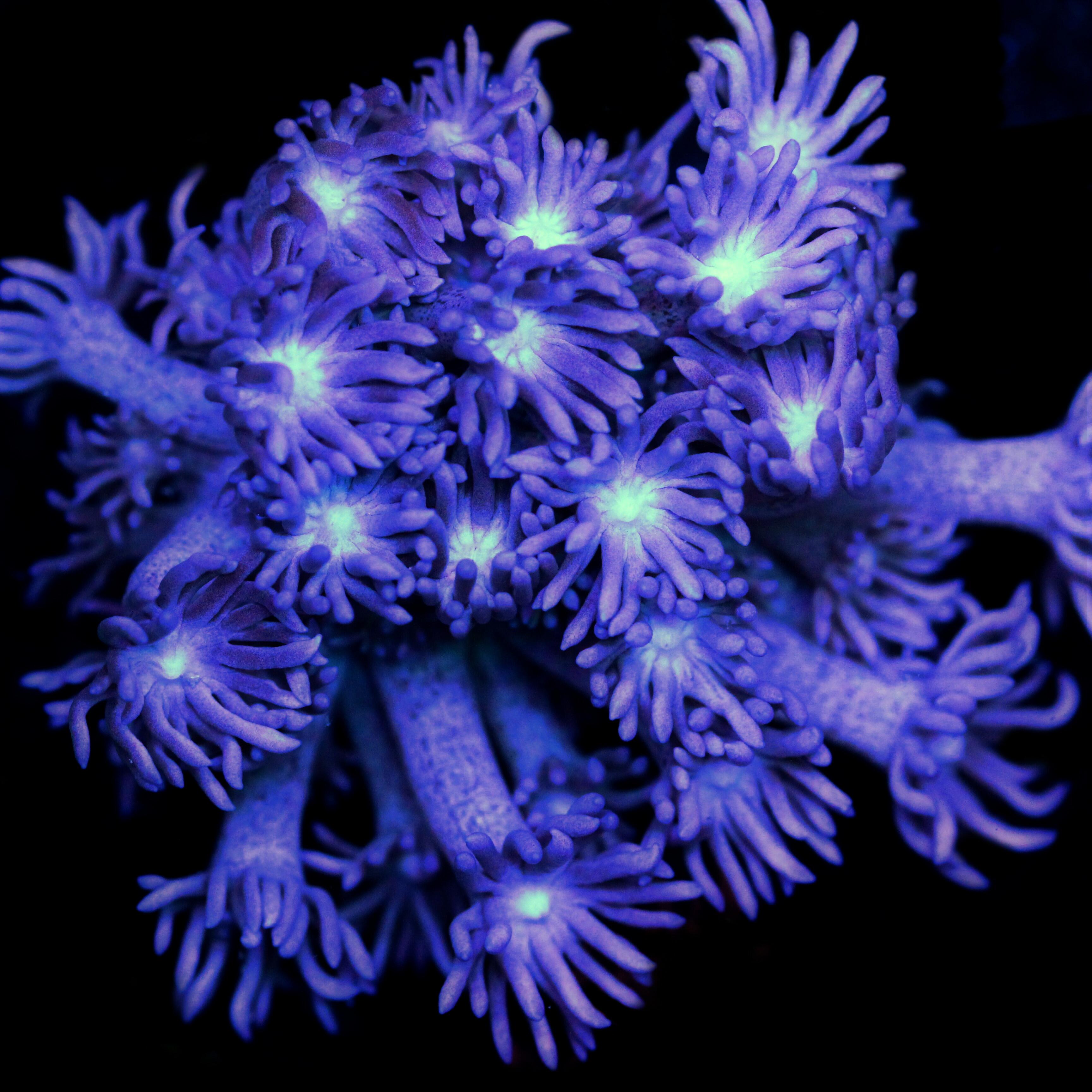 Goniopora Care Guide