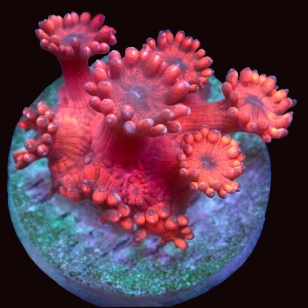 Goniopora Blue Eye Red Long Tentacle