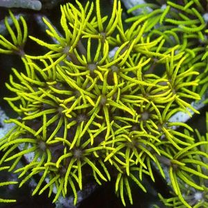 Star Polyp Yellow Green/Pink