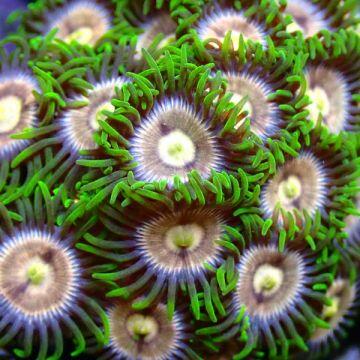 Laser Lemon Zoa