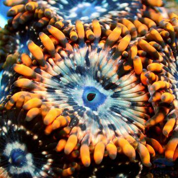 Utter Chaos Zoa