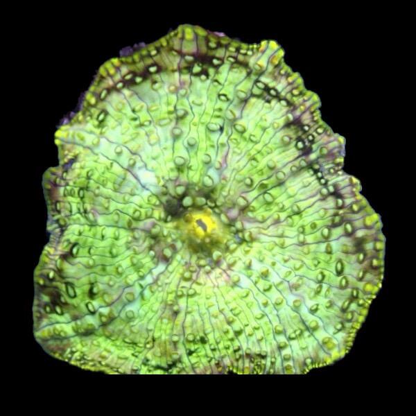 Mushroom Melon Polyp