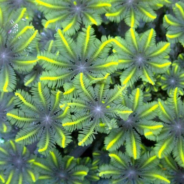 Clove Polyp Yellow Vein