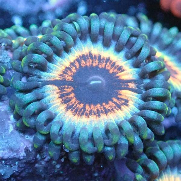 Sonic Flare Zoa