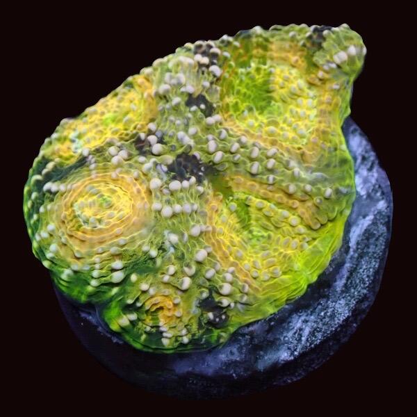 Acan echinata Lemon N Lime UK Grown