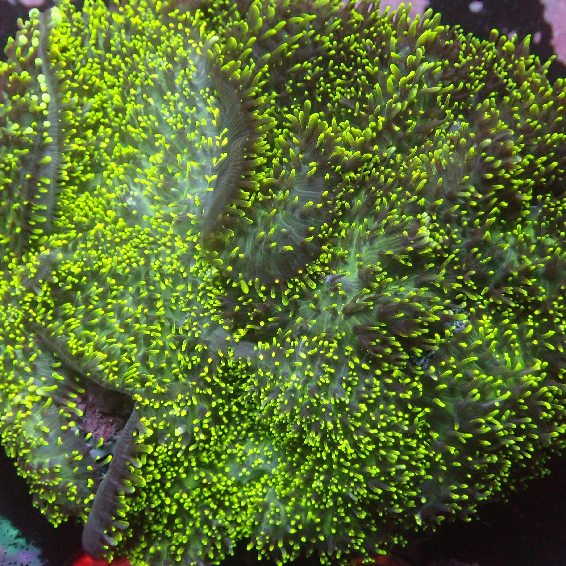 Rhodactis Mushroom Green Fluffy